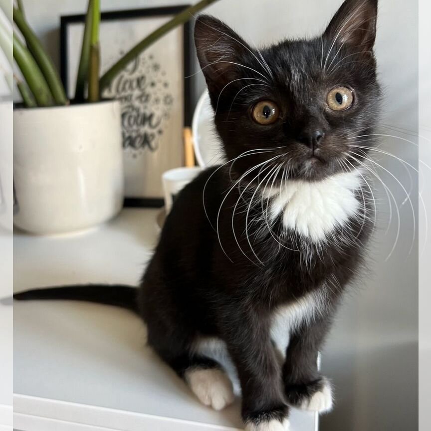 Котёнок в добрые руки