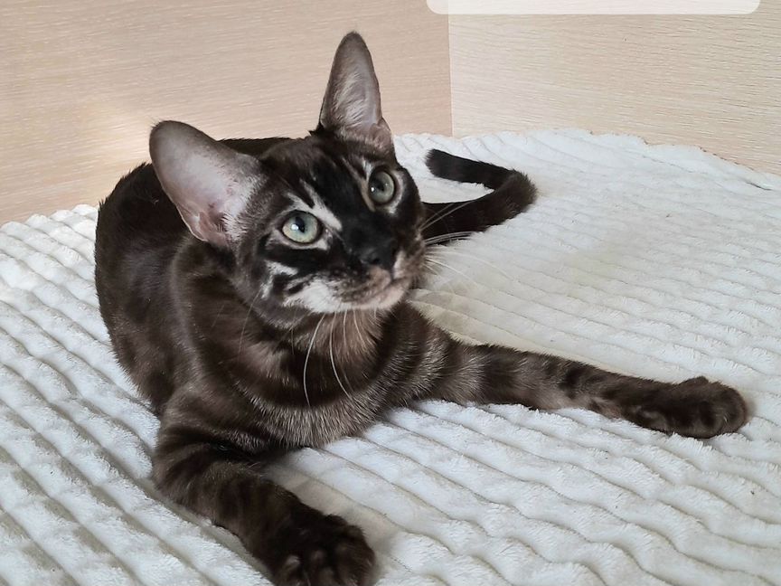 Угольная сепия девочка