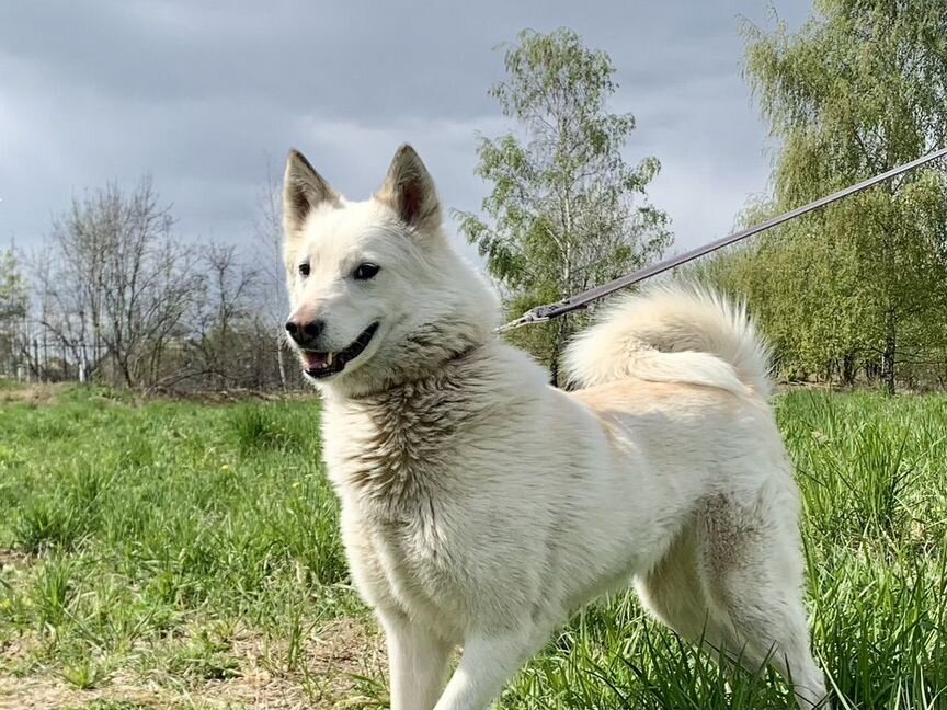 Собака ждет хозяев в приюте