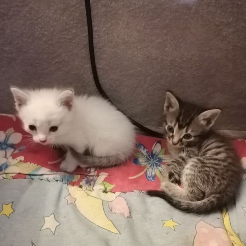 Котята