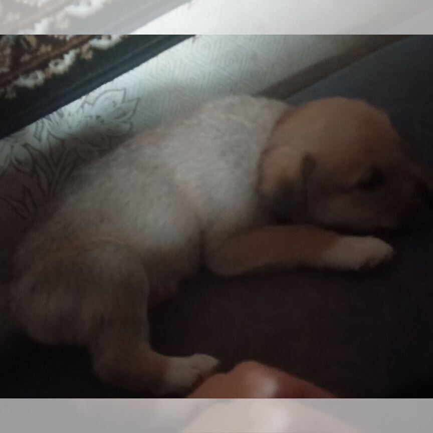 Среднеазиатская овчарка, щенок