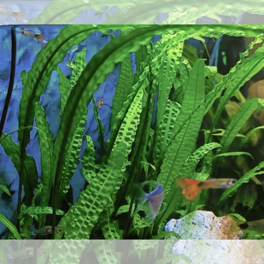 Криптокарина