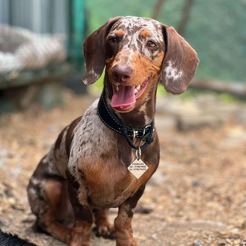 Мраморная такса