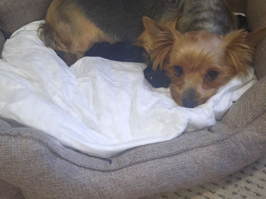 Йоркширский терьер щенки стандарт