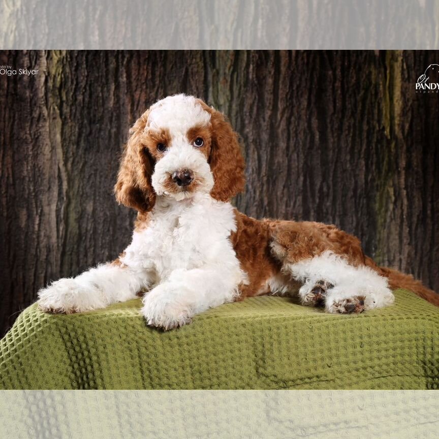 Большой королевский пудель, щенок