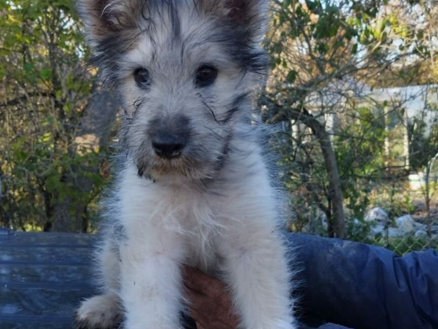 Симпатичные щеночки / 3 месяца