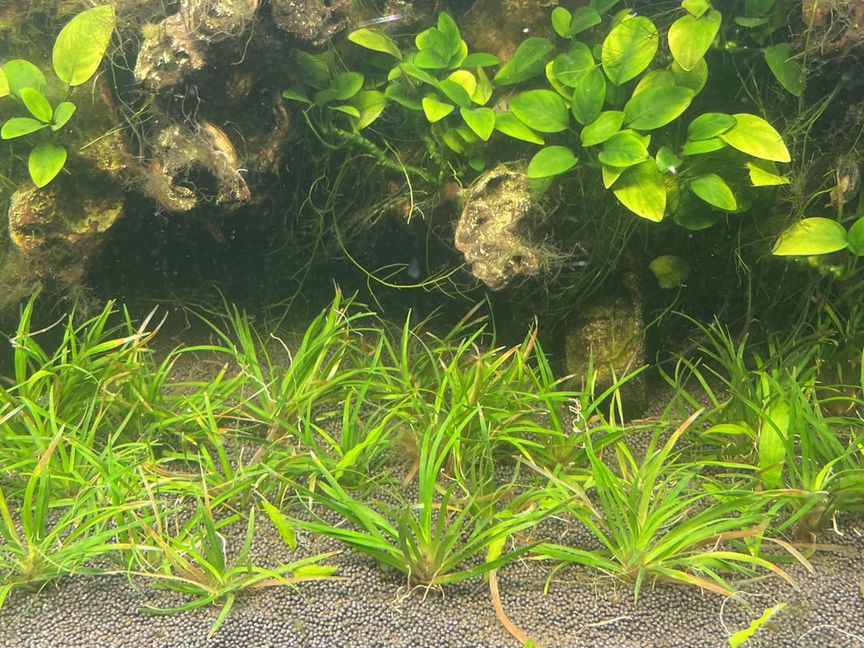 Аквариумное растение