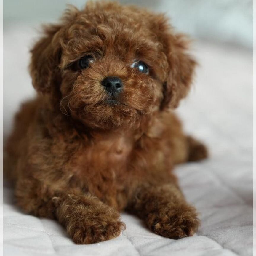 Мальтипу, щенок