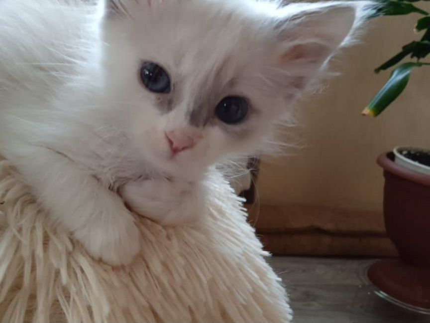 Малышка ищет дом