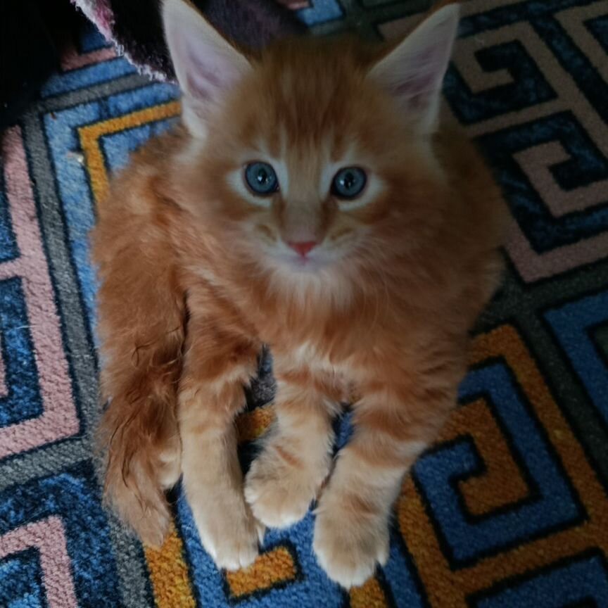 Мейн-кун котёнок
