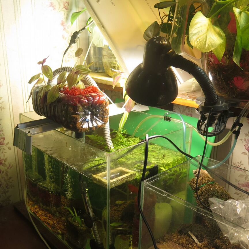 Фито фильтр для маленького аквариума