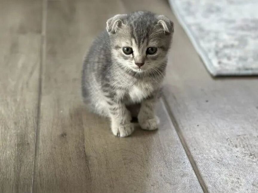 Шотландский котенок мальчик