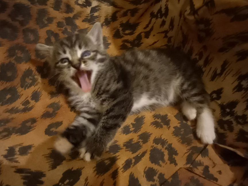 Котята Невской маскарадной