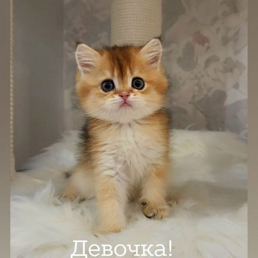 Шотландские Котята Золотые Шиншиллы