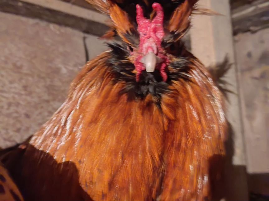 Инкубационное яйцо кур