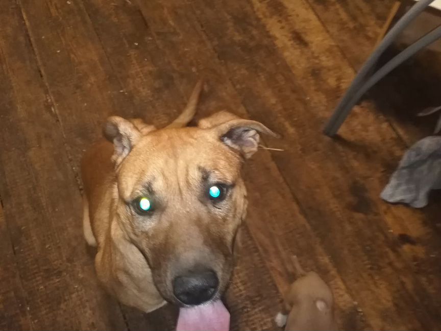 Стаффордширский терьер