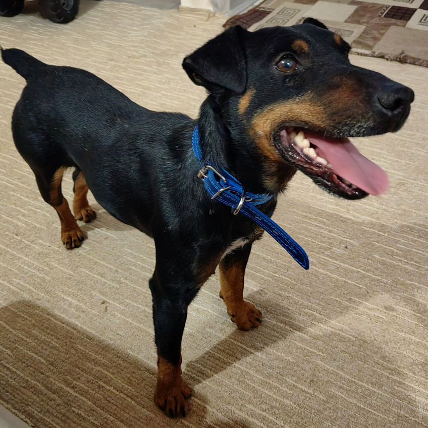 Ягдтерьер потеряшка