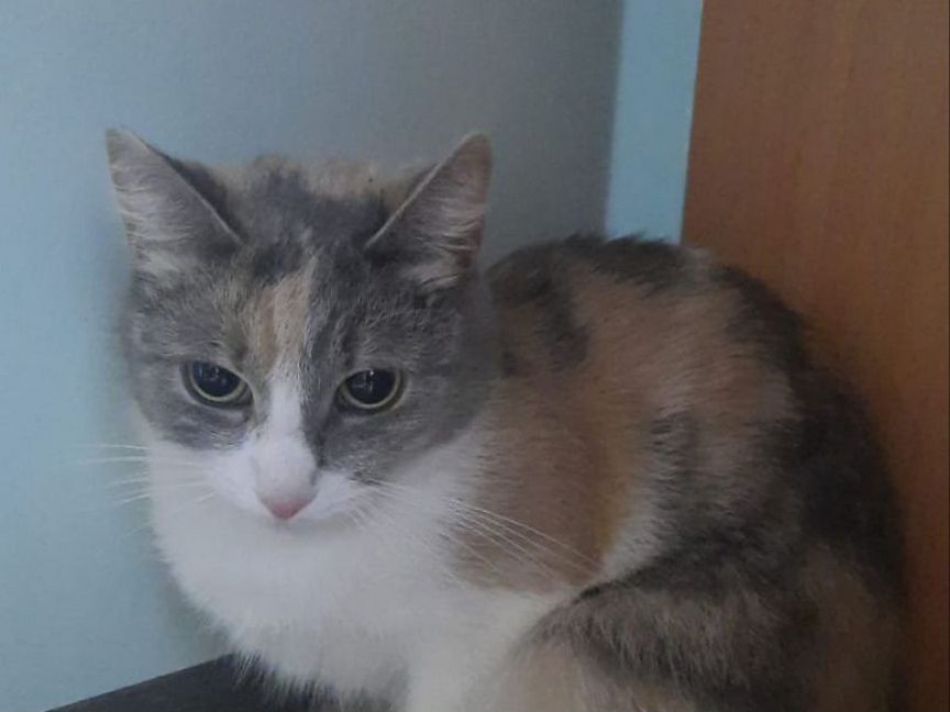 Кошка потеряшка