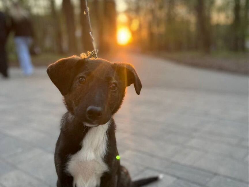 Щенки подростки в добрые руки