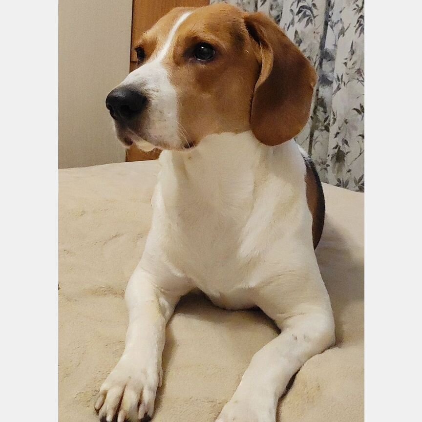 Вязка собак эстонская гончая