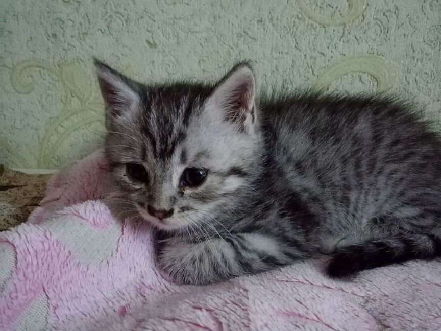 Котята в добрые руки даром бесплатно