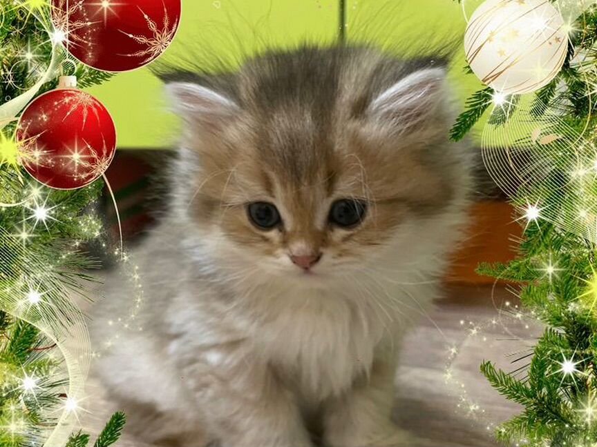 Шотландская прямоухая кошка, котенок