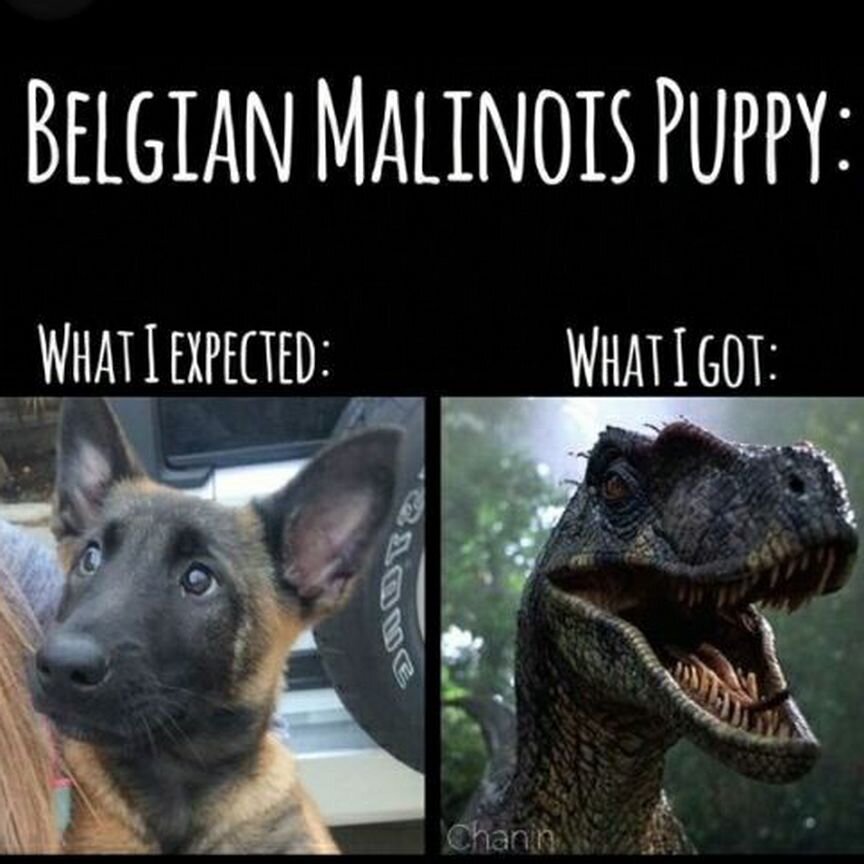 Бельгийская малинуа