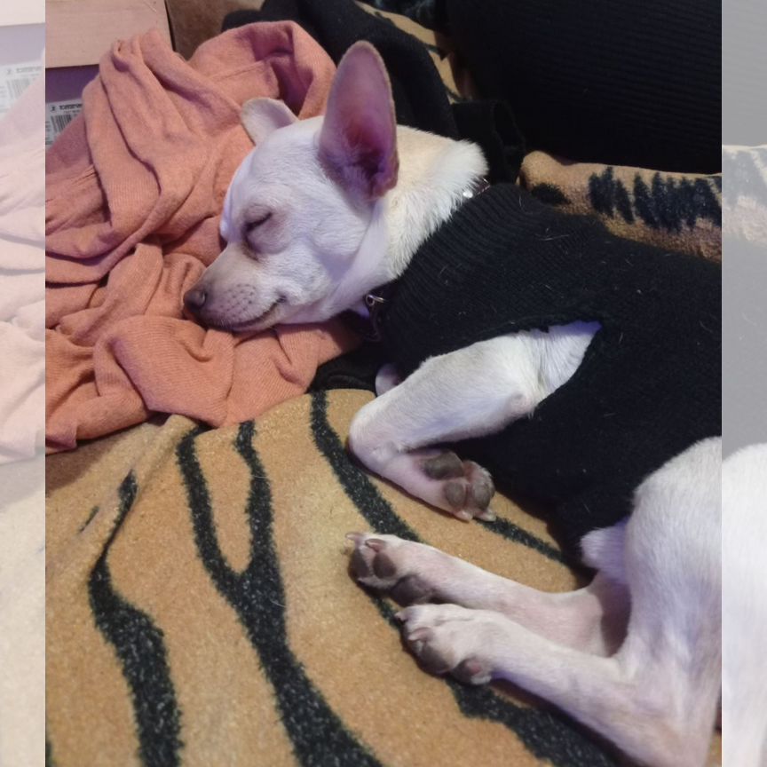 Чихуахуа, щенок