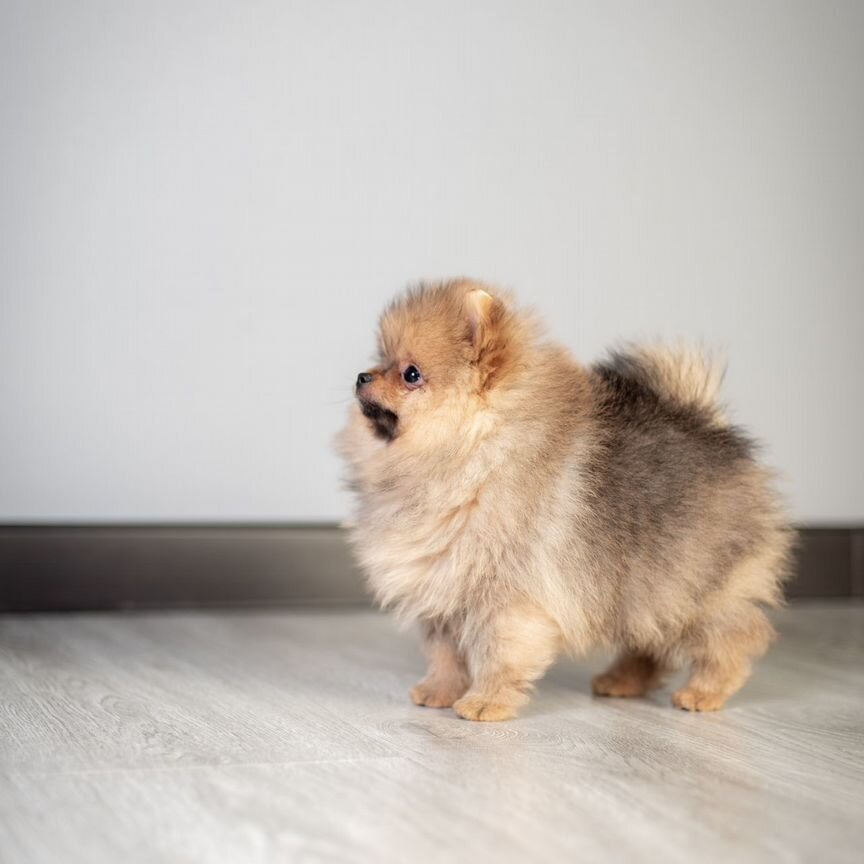 Крутейший мини мальчик померанский шпиц