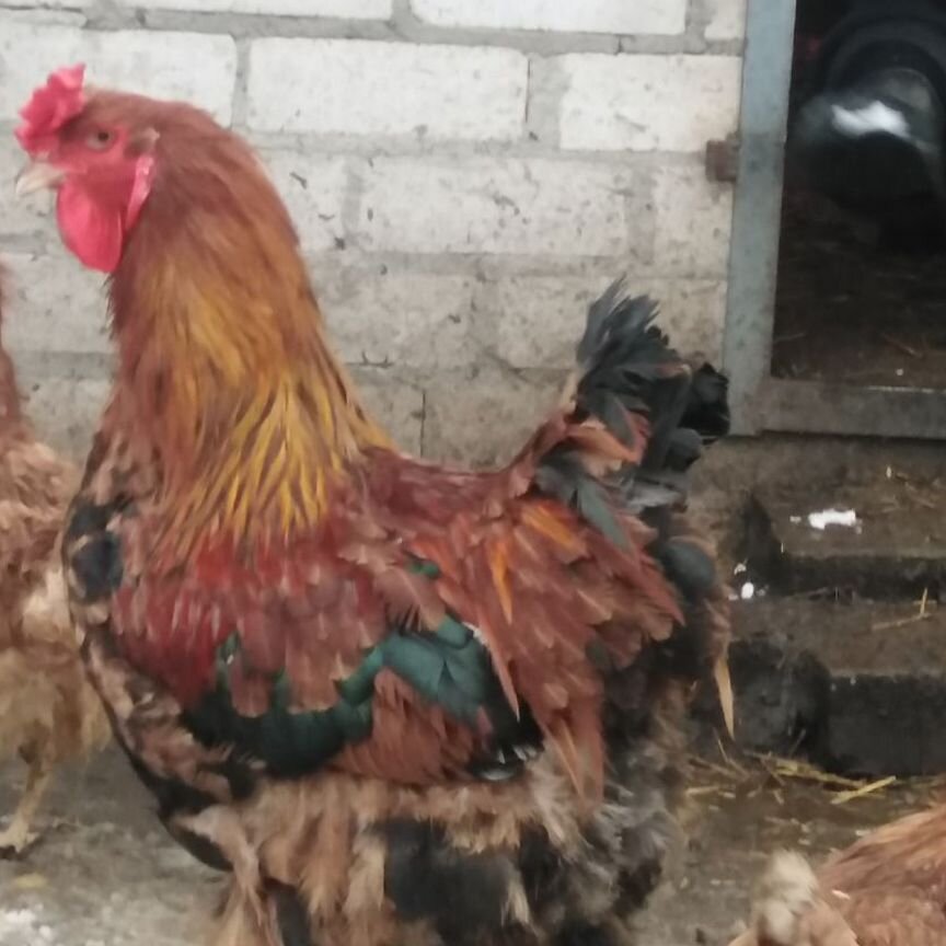 Петух брама