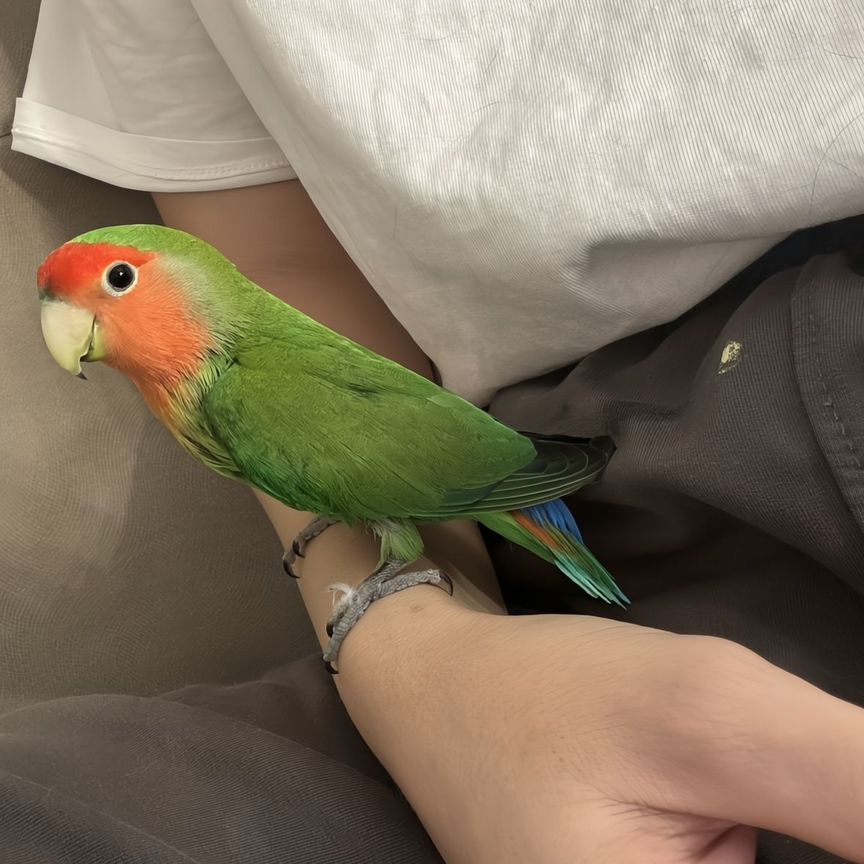 Попугай неразлучник