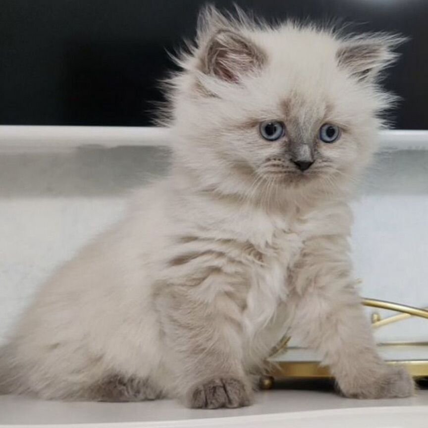 Рэгдолл котёнок