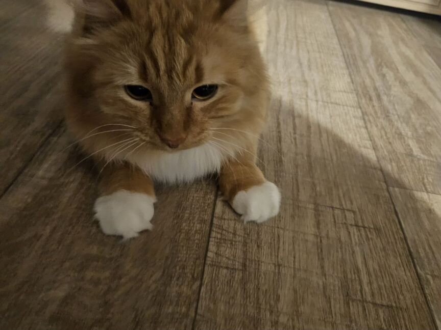 Рыжий кот Леопольд