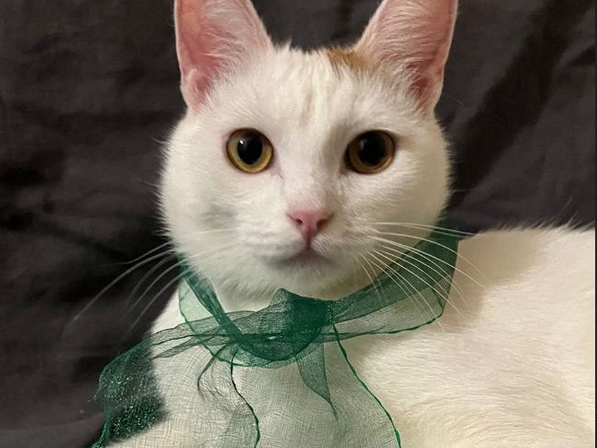 Беленький котик ищет дом