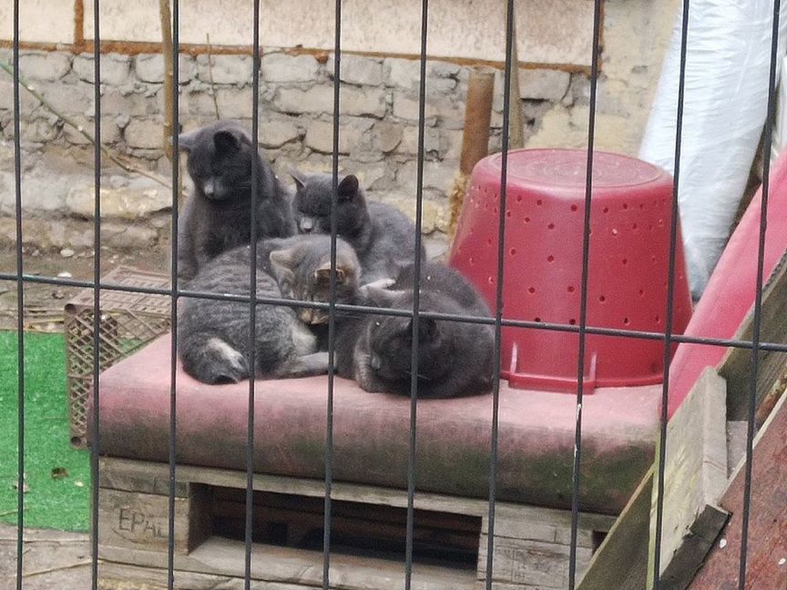 Котята замерзают на улице