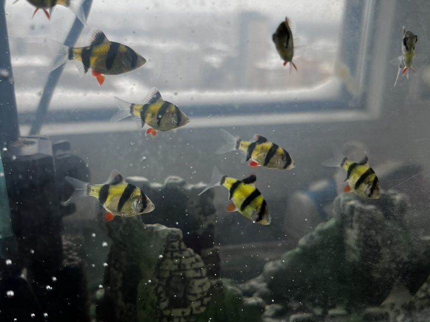 Барбус суматранский 2-3 см