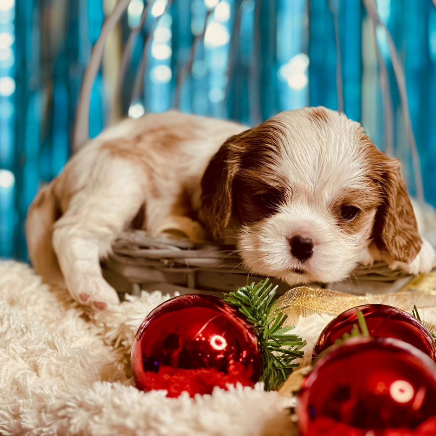 Щенки кавалер кинг чарльз спаниель РКФ