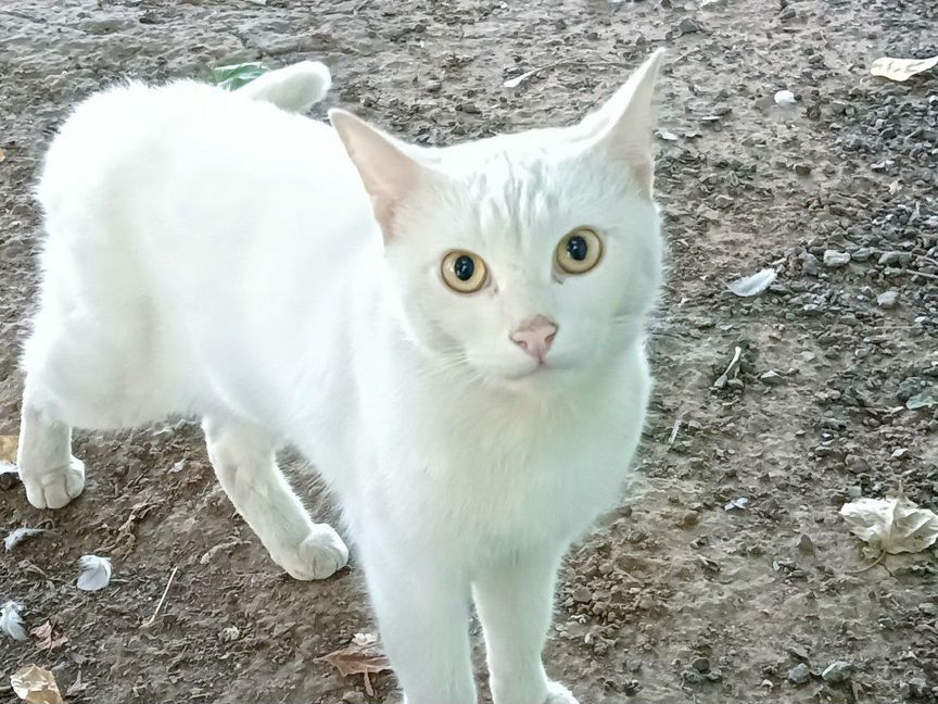 Кота Тихона бросила хозяйка