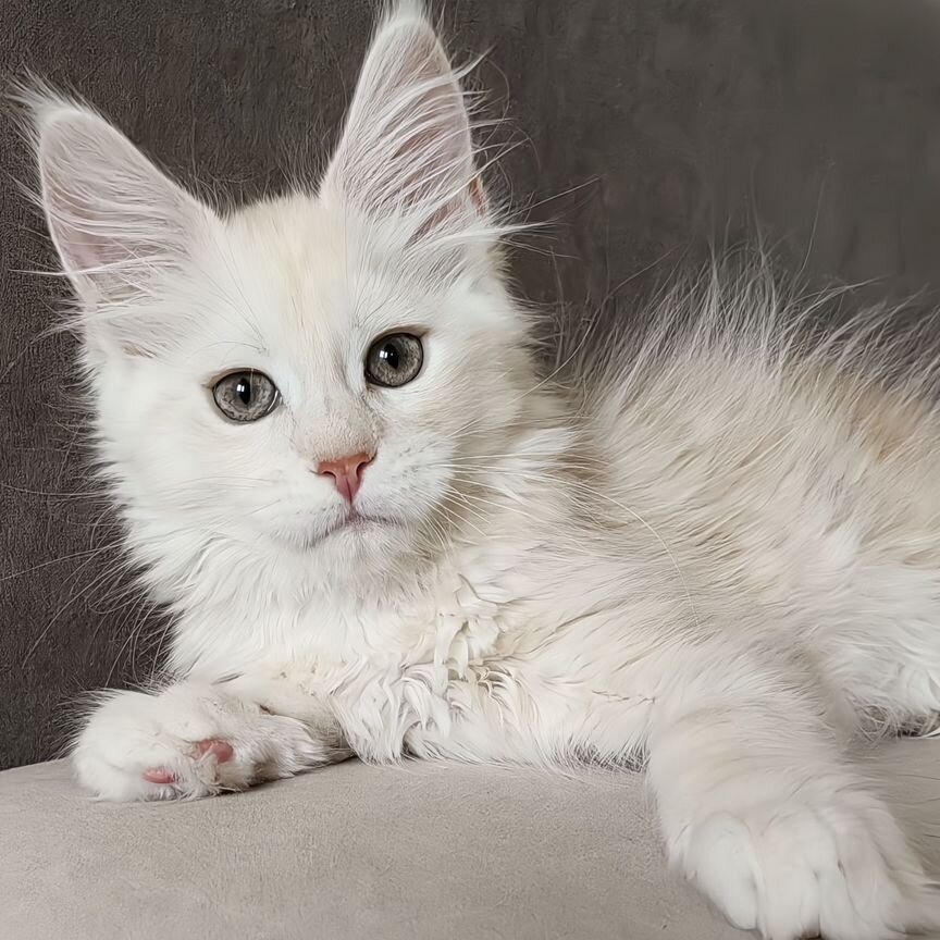 Мейн-кун котёнок