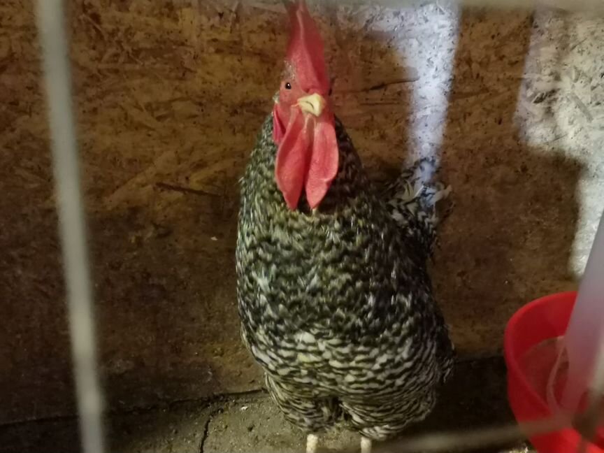 Куры несушки и петухи