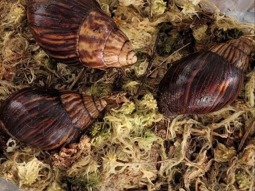 Улитка ахатина гигантская