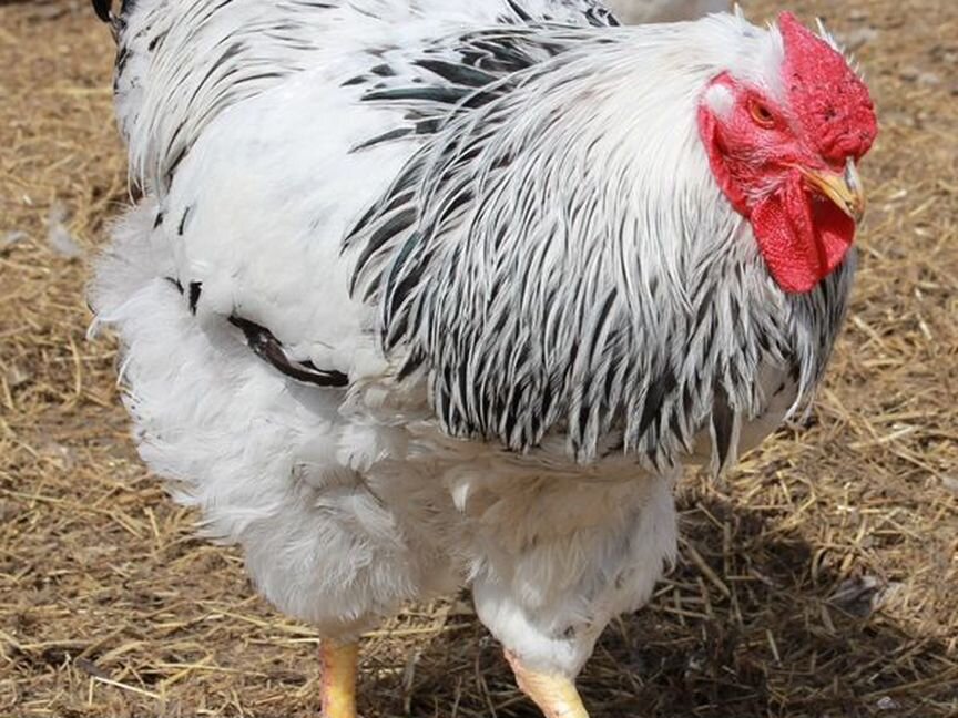 Виандот петухи