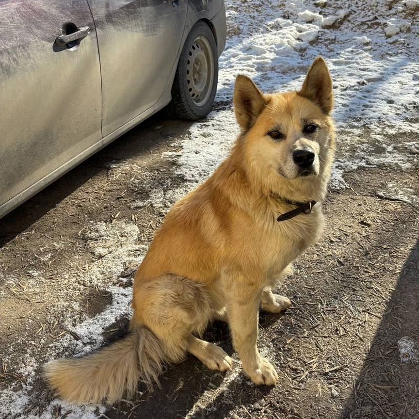 Здоровский пес ;)