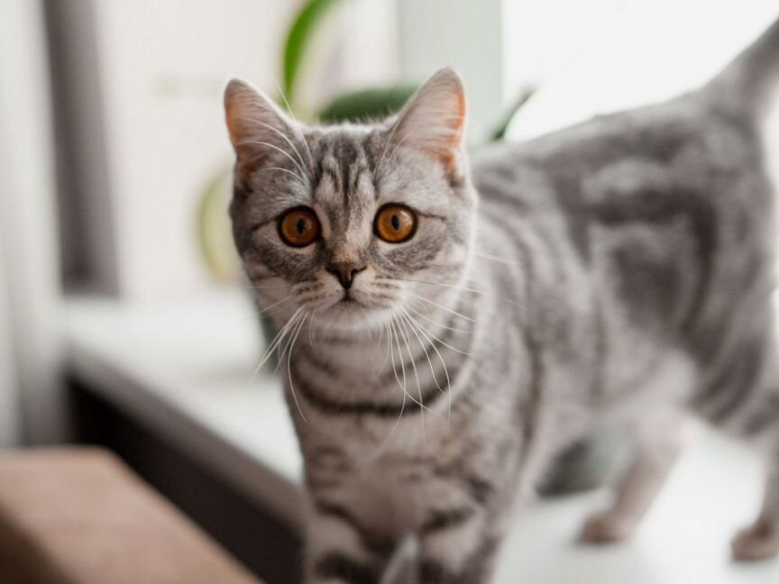 Кошка