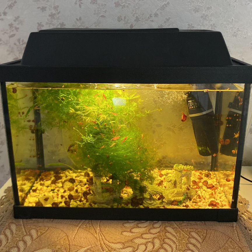 Аквариум с креветками
