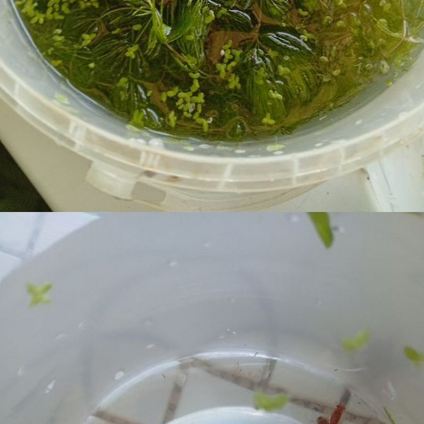 Роголистник и креветки Черри