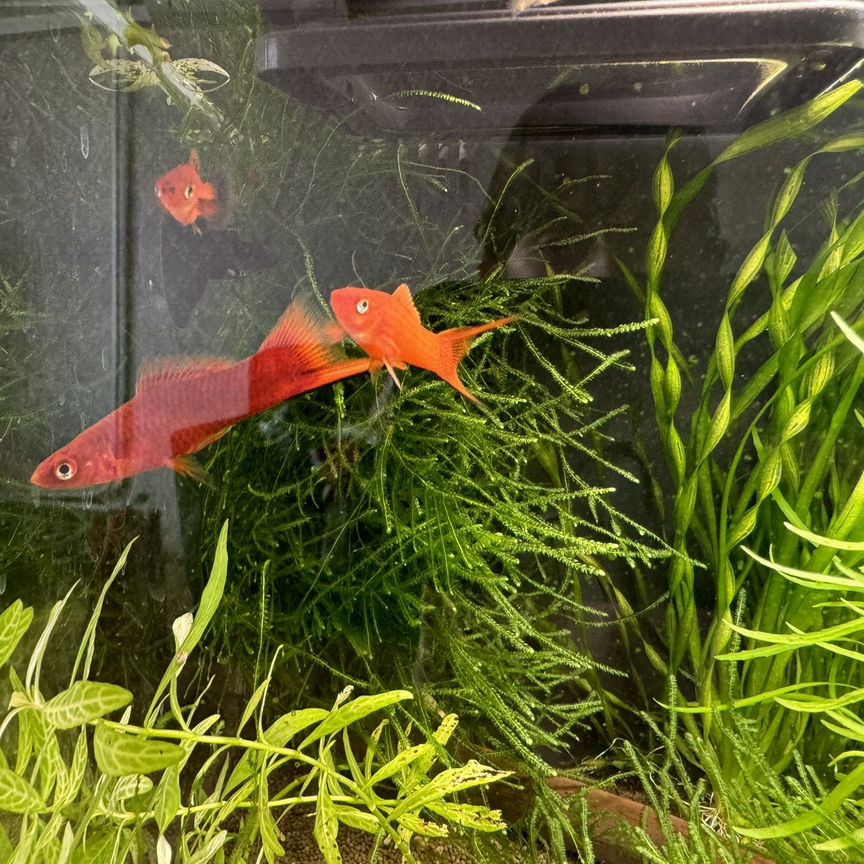 Самец меченосец