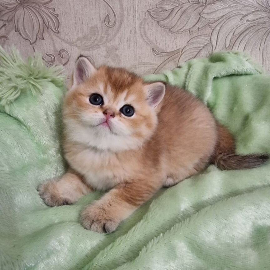 Британский золотой мальчик