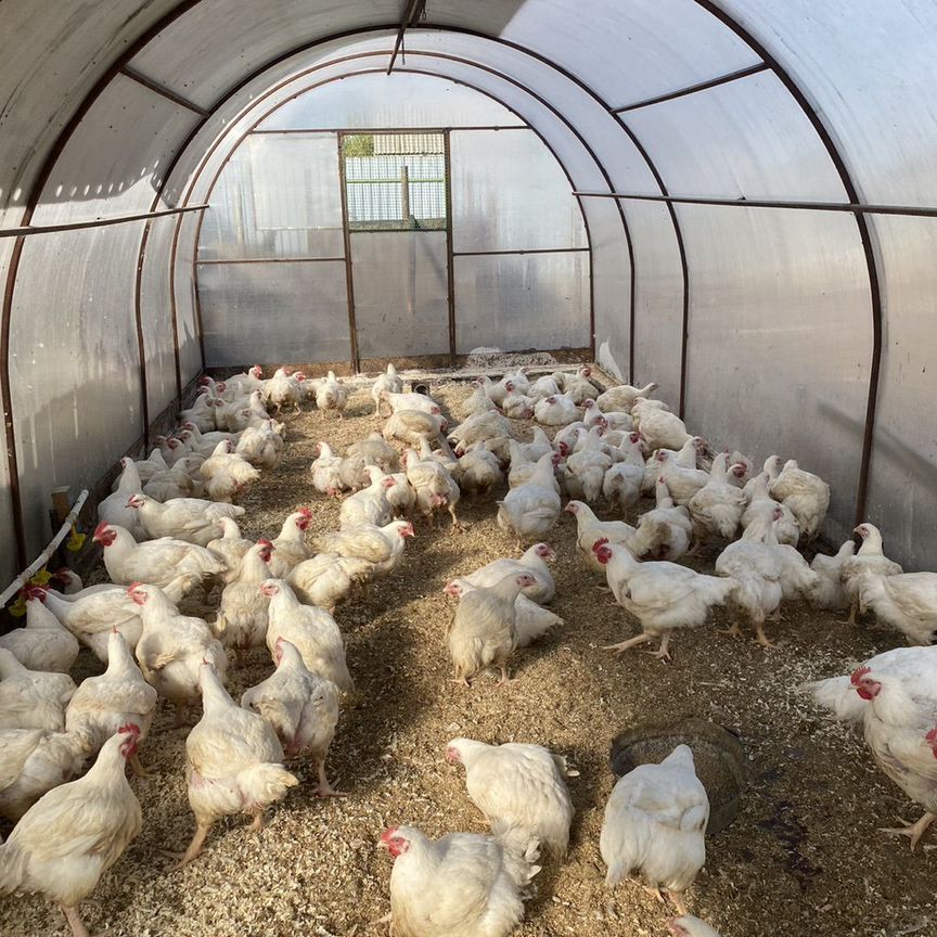 Бройлера забойные 55 дней