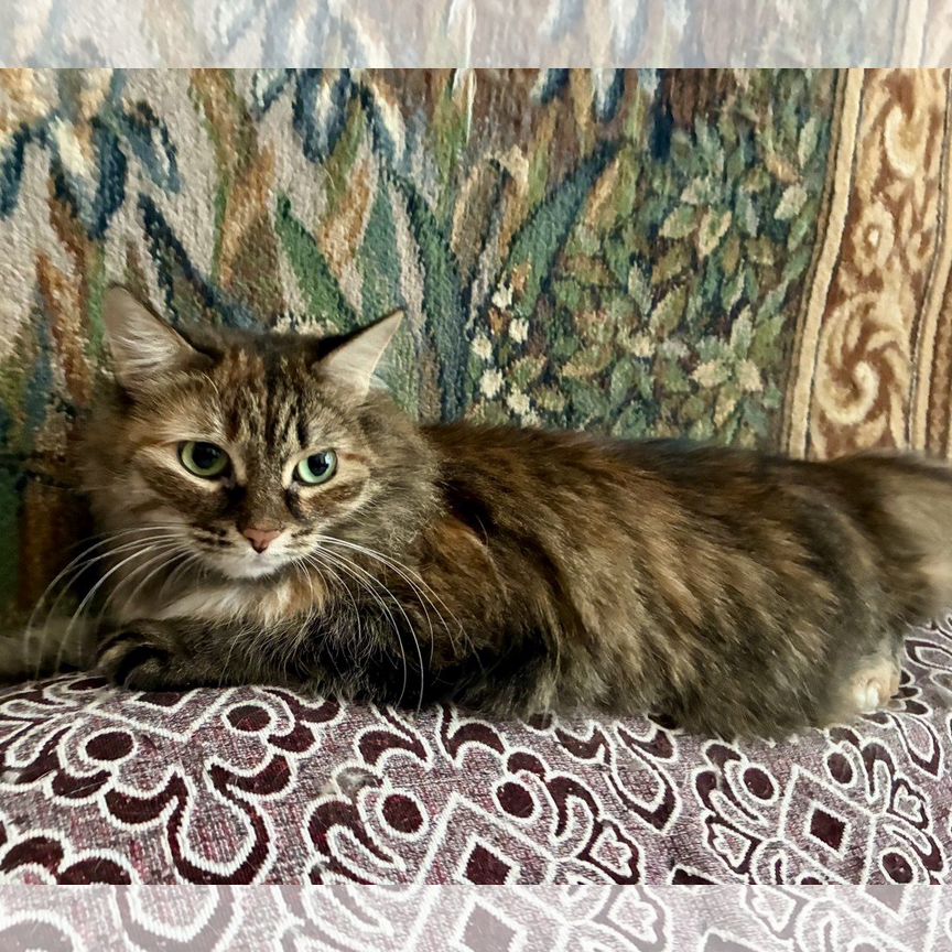 Взрослая, кошка в добрые руки